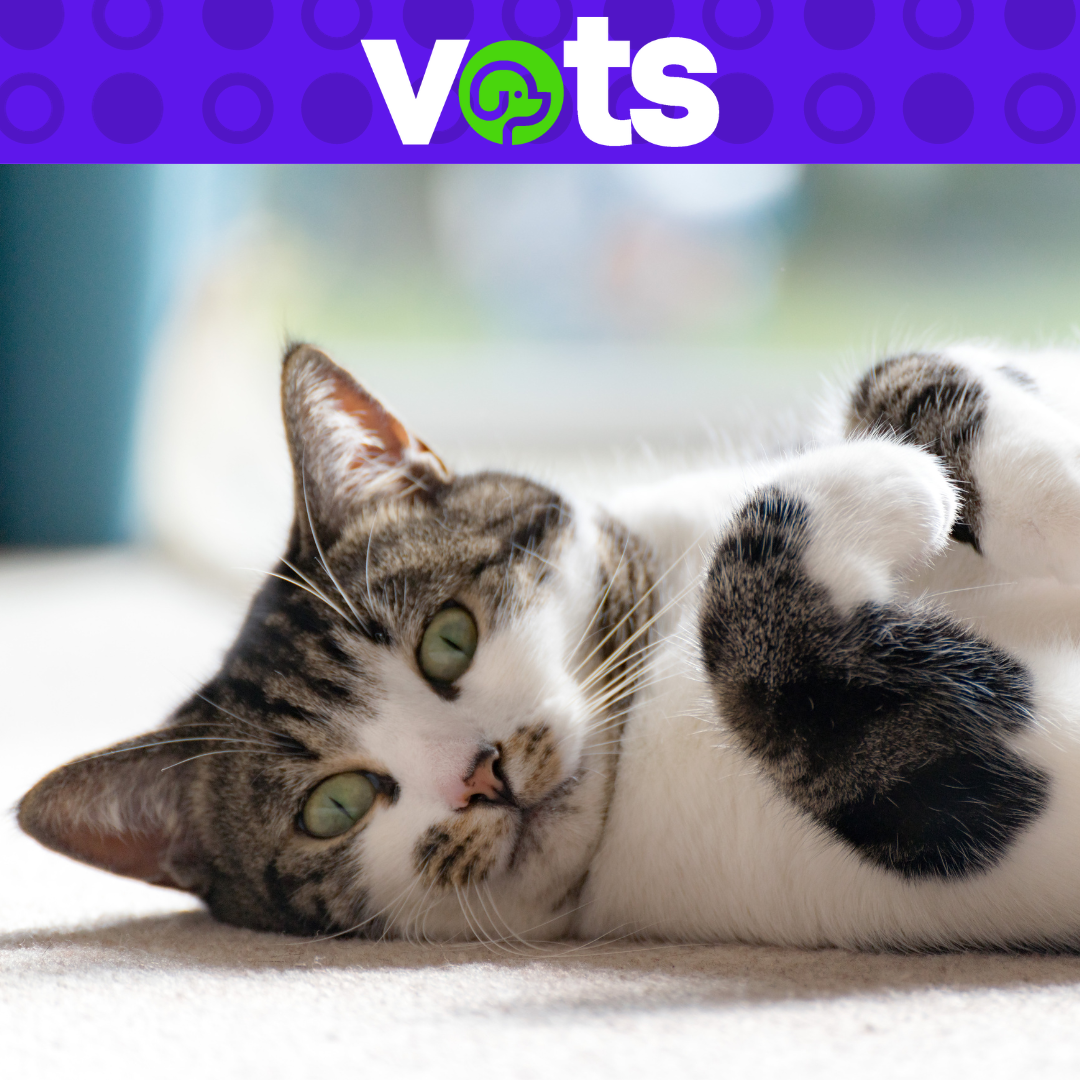 Creating an Emergency Kit/Plan for Your Cat - Vots.vet